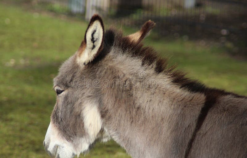 Cabeza enana del burro imagen de archivo. Imagen de pista - 87265119