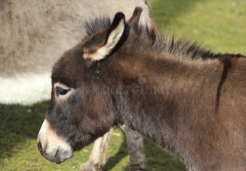 Burro enano imagen de archivo. Imagen de pista, doméstico - 87265247