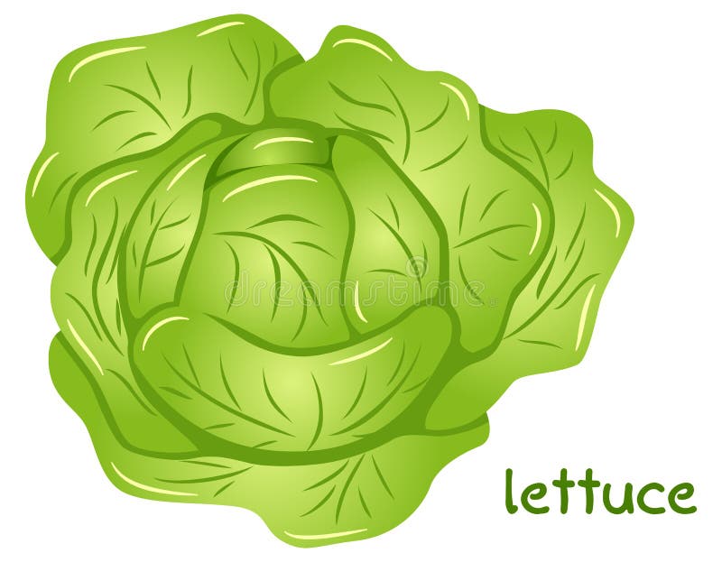 Lechuga ilustración del vector. Ilustración de aislado - 12704253