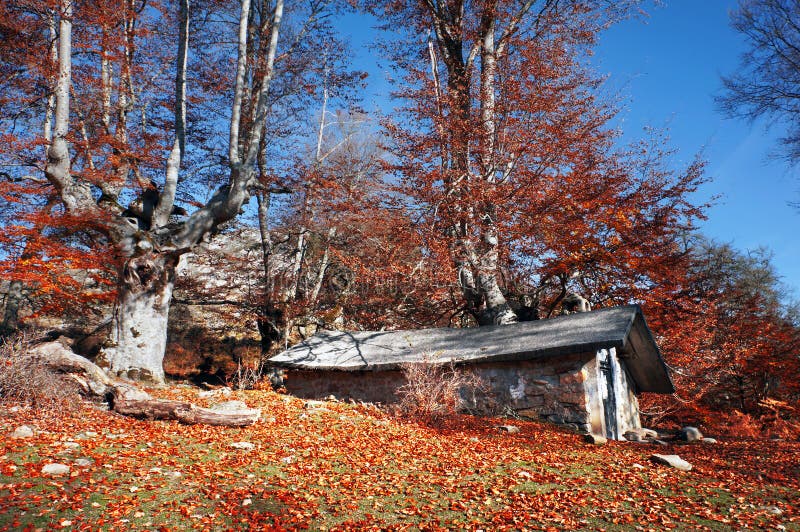 House in autumn forest stock photo. Image of tree, pastoral - 32380698