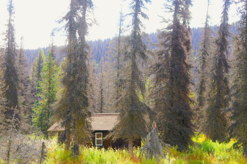 Cabin Behind Some Pine Trees in the Mountains Stock Image - Image of ... Cabin Behind Some Pine Trees in the Mountains Stock Image - Image of ...