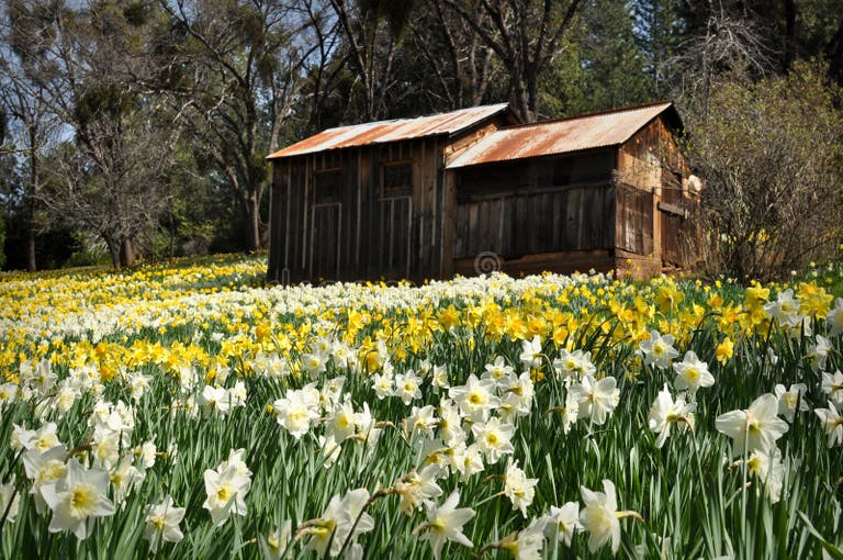 15,919 Spring Cabin Stock Photos - Free & Royalty-Free Stock Photos ...