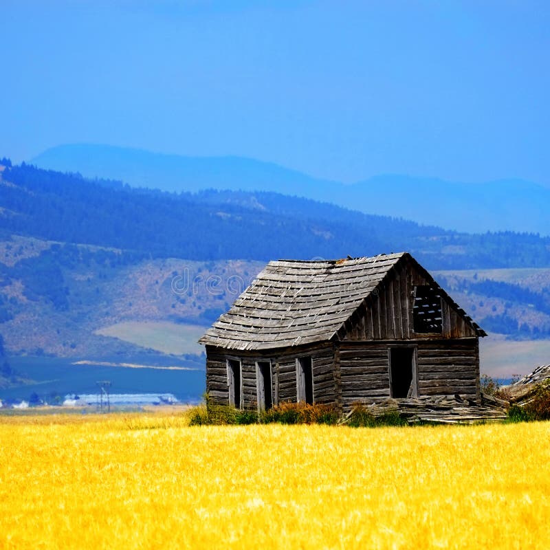Cabin Old Homestead on Farmground Field of Grain Stock Photo - Image of ...