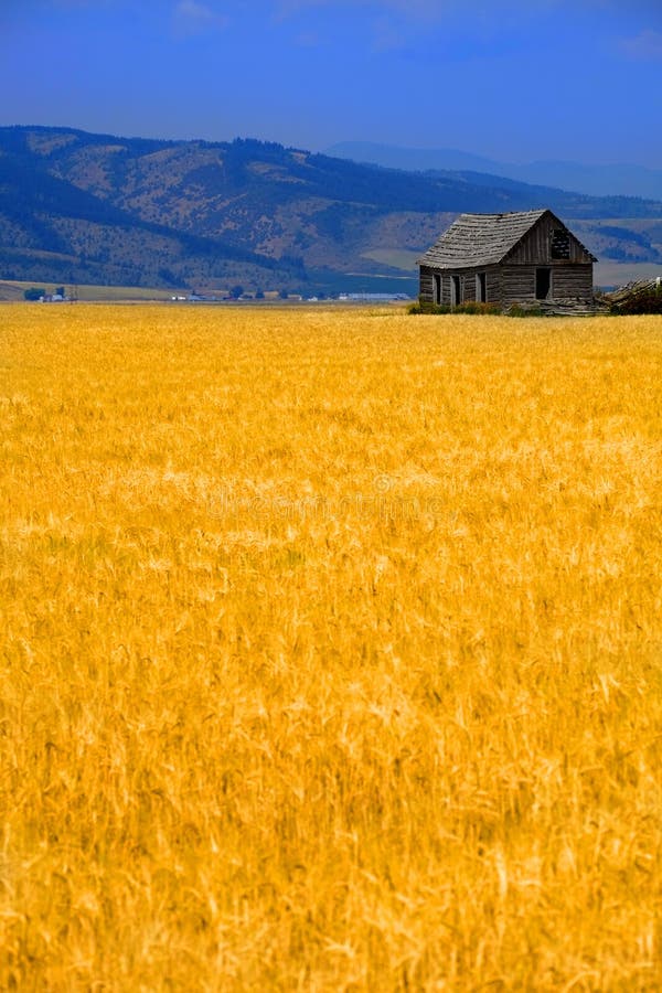 Cabin Old Homestead on Farmground Field of Grain Stock Photo - Image of ...