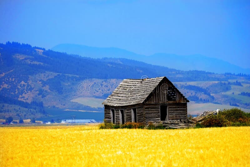 Cabin Old Homestead on Farmground Field of Grain Stock Photo - Image of ...