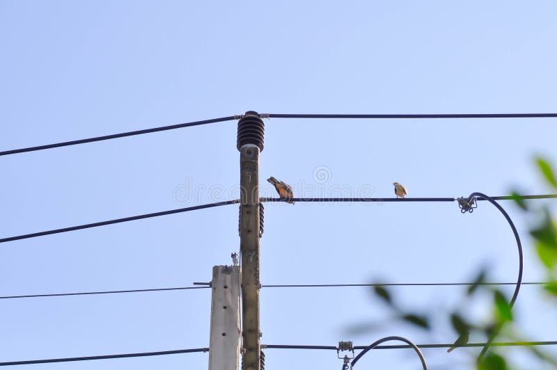 Cable and a Bird , Dove on the Cable Stock Image - Image of complex ...