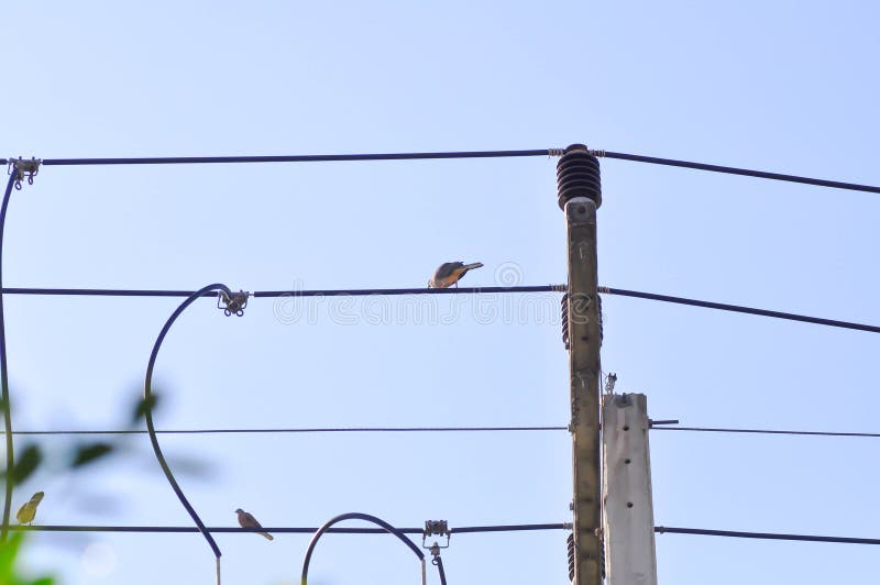 Cable and a Bird , Dove on the Cable Stock Photo - Image of daylight ...