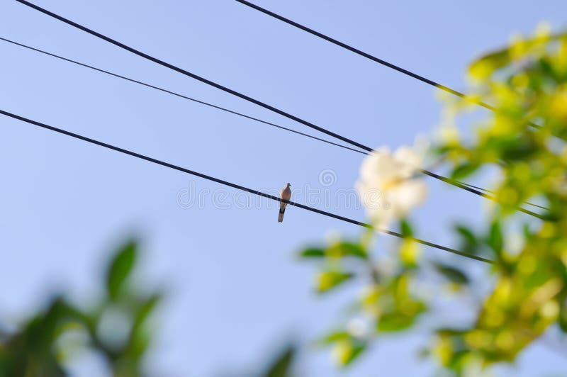 Cable and a Bird , Dove on the Cable Stock Image - Image of chaos ...