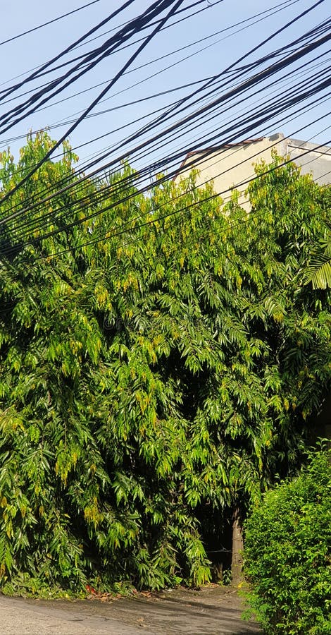 Cable installation stock photo. Image of garden, food - 263638488