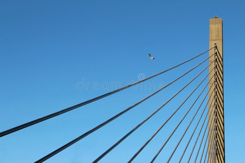 Cable-stayed Bridge and a Bird Flying by Stock Photo - Image of ...
