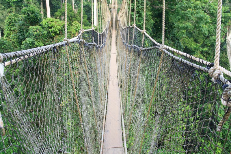 Cable-stayed Bridge in Tree Canopies, Africa Stock Image - Image of ...