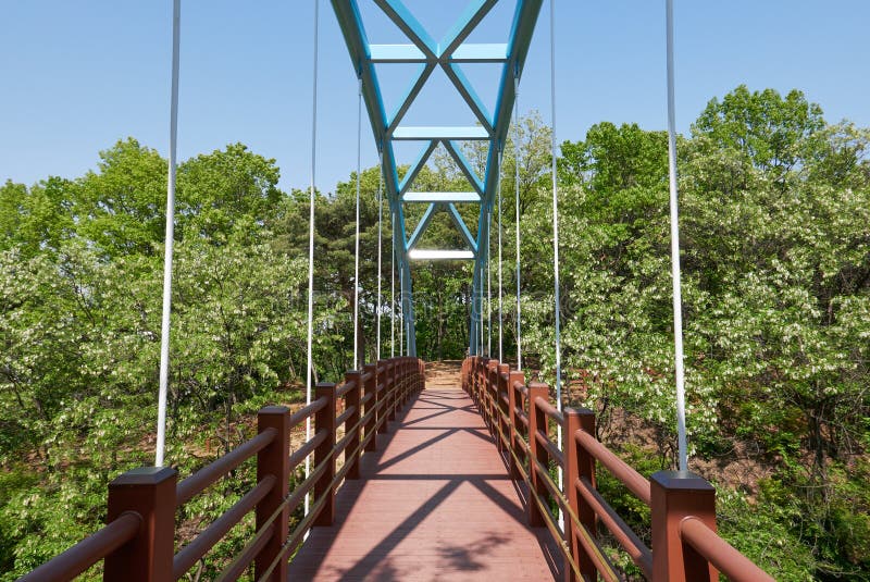Cable-stayed Pedestrian Bridge Stock Photo - Image of hanging, spring ...
