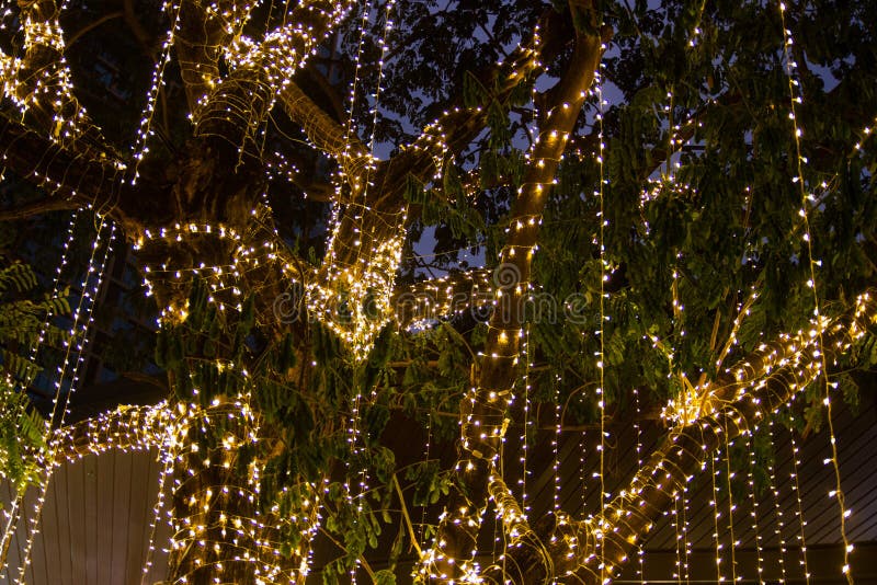 Cable of String Led Lights on Tree in the Garden at Night Time Used for ...