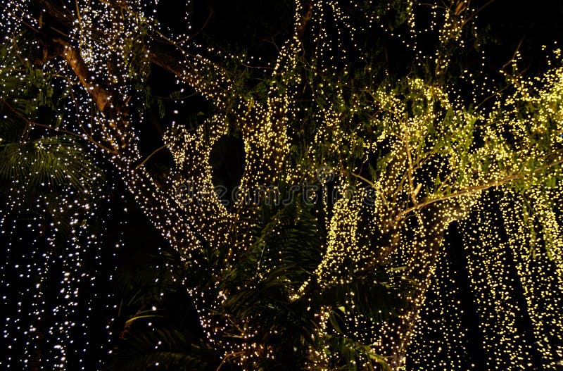 Cable of String Led Lights on Tree in the Garden at Night Time Used for ...