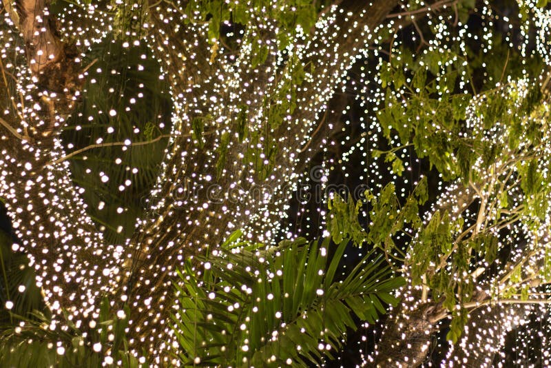 Cable of String Led Lights on Tree in the Garden at Night Time Used for ...