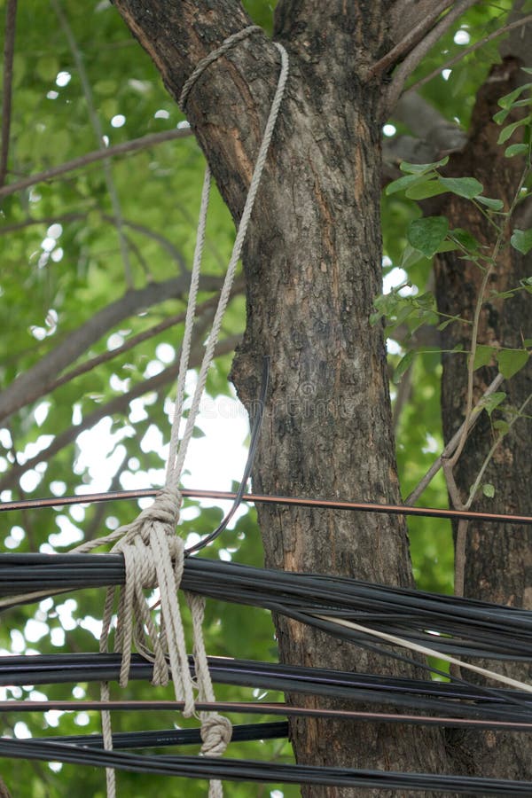 Cable on tree stock image. Image of leaf, woods, nature - 101450891