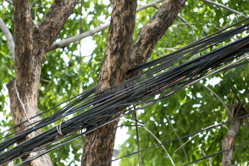 Cable on tree stock photo. Image of forest, tree, cable - 101449226