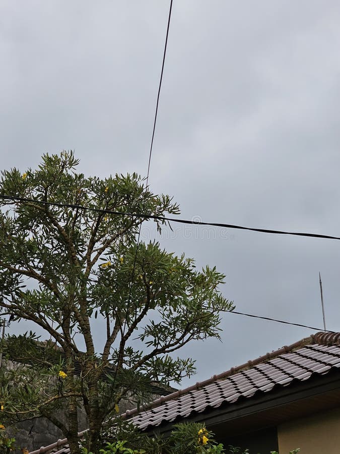 Cable Trees and Roofs of Houses Stock Photo - Image of wall, leaf ...