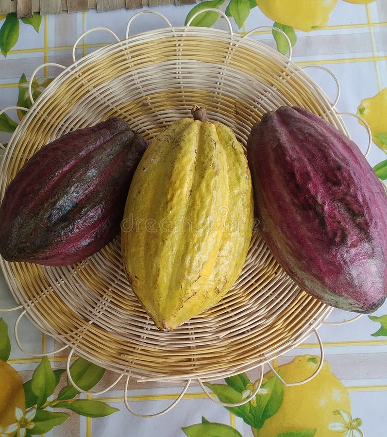 Cabosse Cacao Stock Photos - Free & Royalty-Free Stock Photos from ...