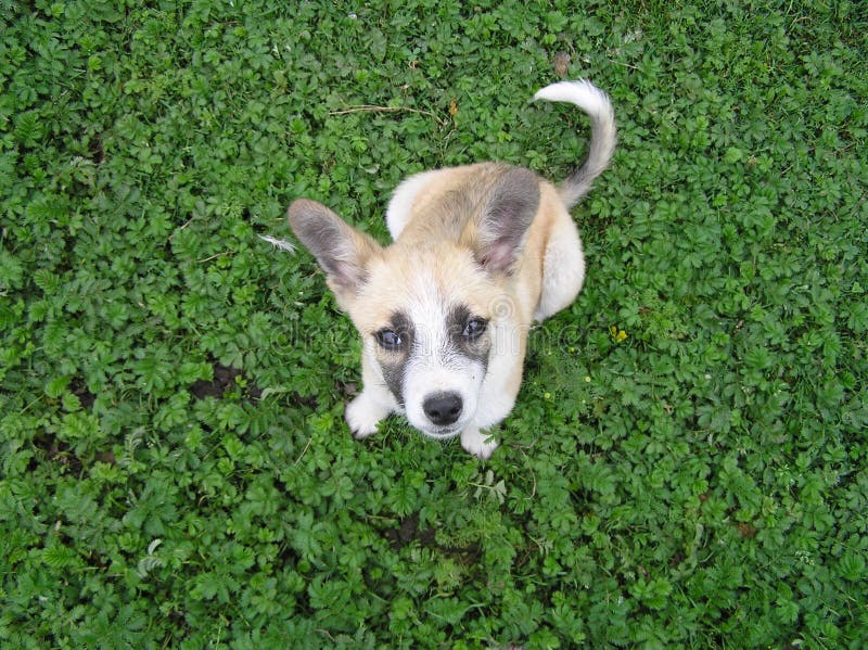 Cabot image stock. Image du sommeil, renoncé, cabot, seul - 62648395