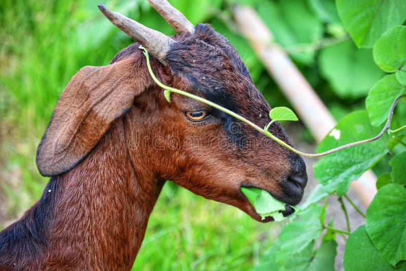 Cabra foto de stock. Imagem de comer, folhas, cabra - 110080752