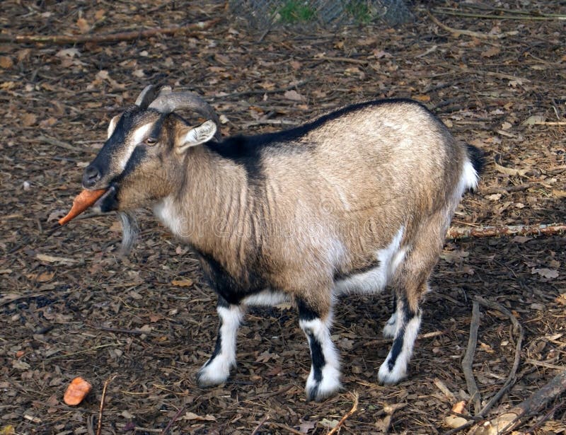 CABRA imagem de stock. Imagem de cultivar, doméstico - 27606797