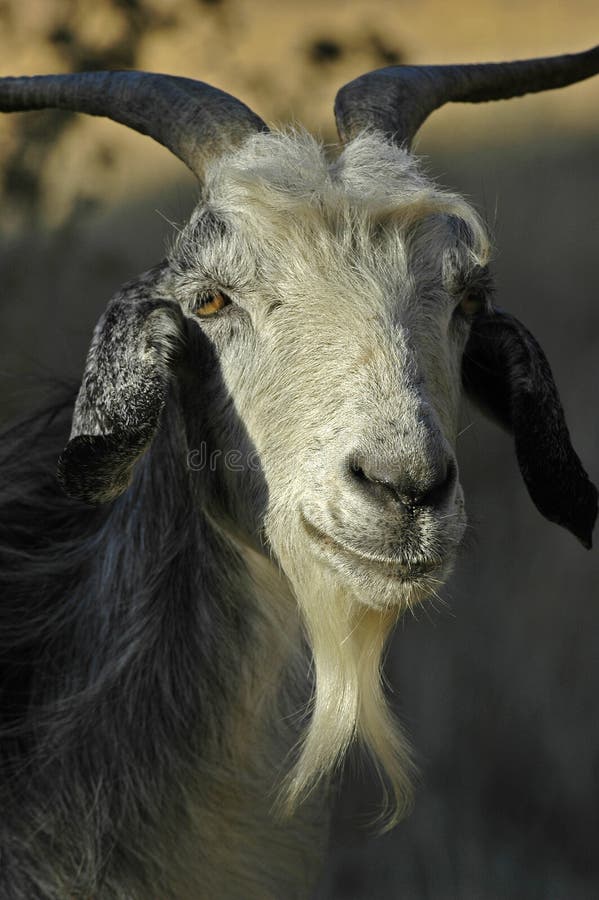 Cabra imagen de archivo. Imagen de cubo, sostenido, sunlight - 4137993