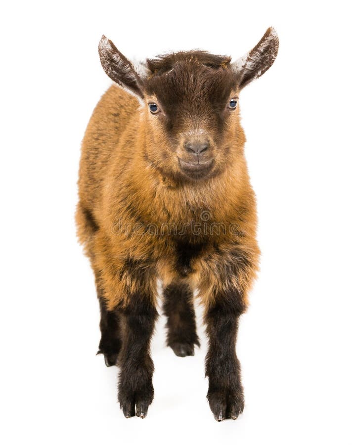 Miúdo Da Cabra Do Rove Do Headshot Do Close-up, 3 Semanas Velho Foto de ...