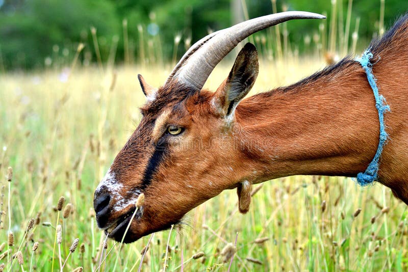 Algunos animales bonitos imagen de archivo. Imagen de azul - 22601683