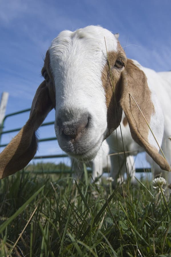Cabra foto de stock. Imagem de pastar, grama, gado, pasto - 6737468