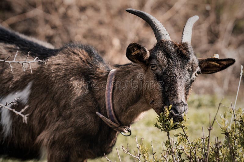 Cabra Alpina En Una Colina Nevosa En El Outaouais Foto de archivo ...