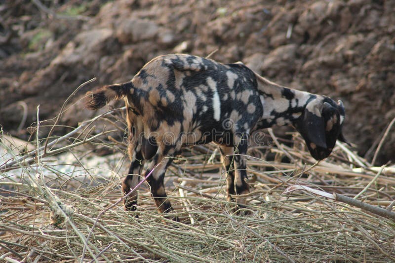 Cabra Animal Lechero De Raza India De Cabras Foto de archivo - Imagen ...