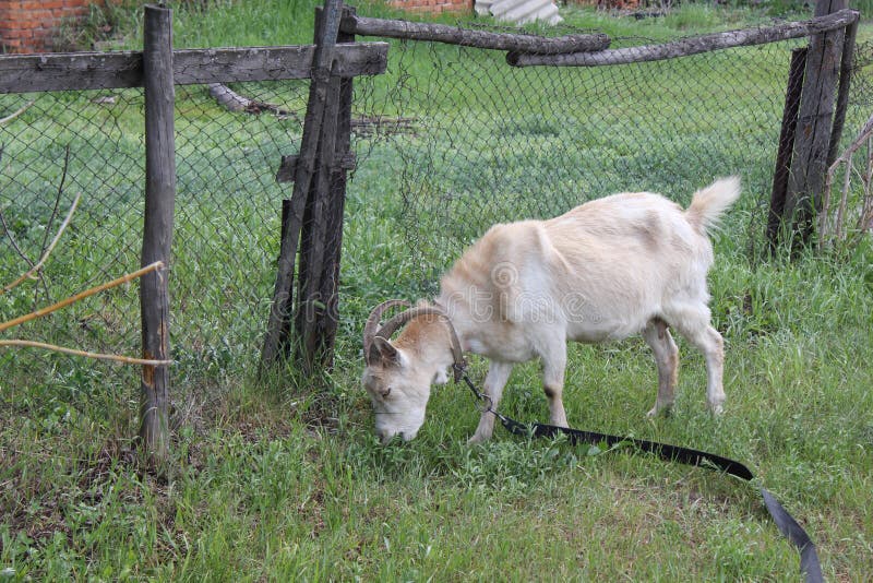 Cabra Atada Que Pasta En El Pueblo 30726 Imagen de archivo - Imagen de ...