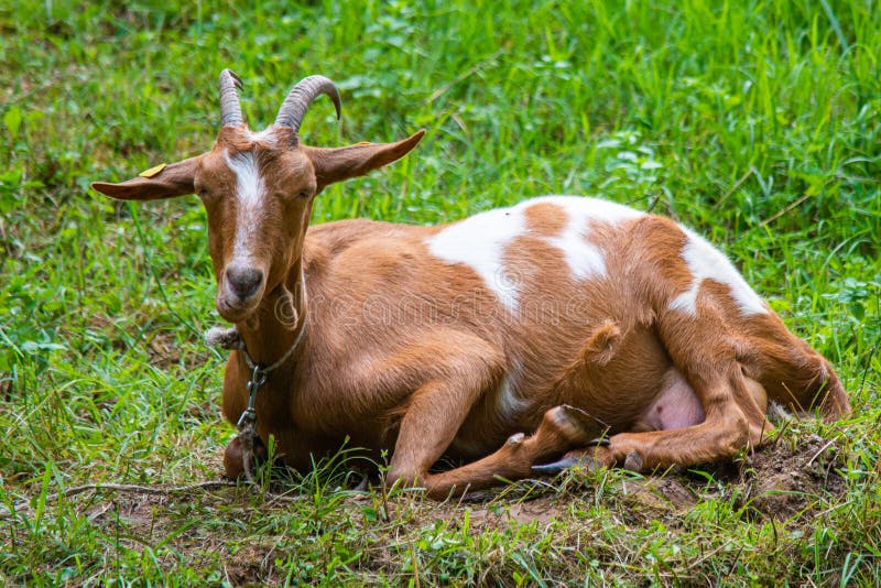 Cabra Castanha Deitada Na Grama Imagem de Stock - Imagem de cabra ...