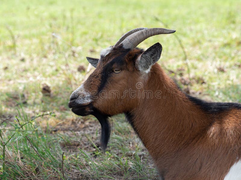 Cabra Con Los Cuernos Grandes Imagen de archivo - Imagen de bangkok ...