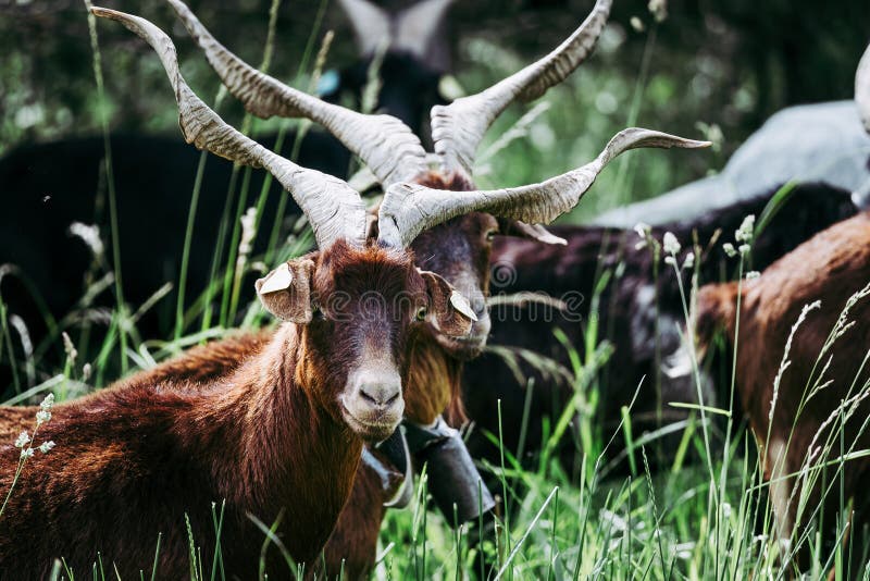Cabra Con Cuernos Largos En Un Campo Foto de archivo - Imagen de ...