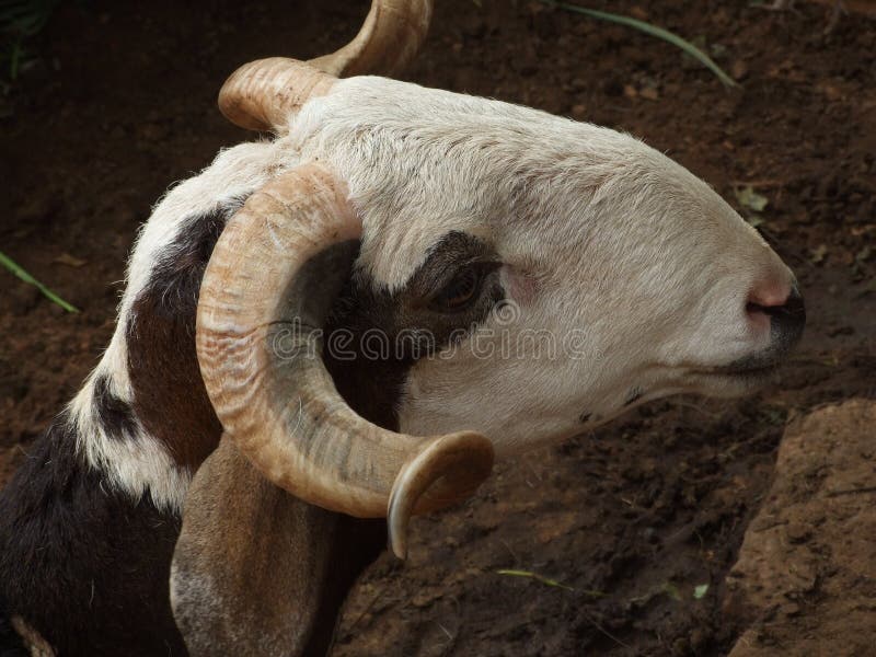 Cabra O Carnero Con Cuernos Torcidos En Un Terreno Rocoso Foto de ...