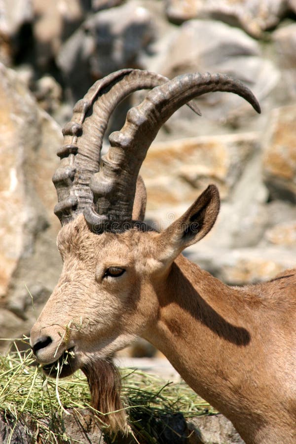 Cabra de rocha Siberian imagem de stock. Imagem de wilderness - 1148249