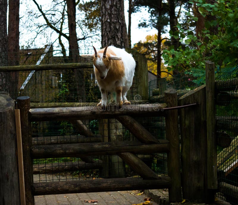 A Cabra Que Salta Em Rochas Foto de Stock - Imagem de wildlife, céu ...