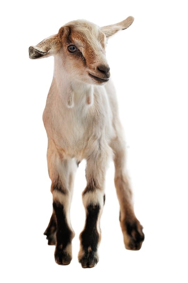 Cabra Del Bebé En El Fondo Blanco Imagen de archivo - Imagen de fresco ...