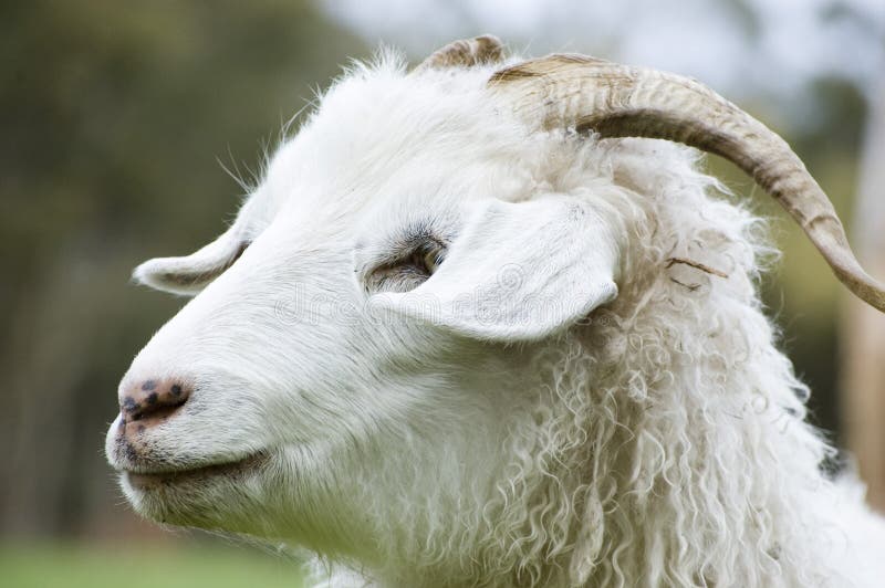 Cabra Angorá foto de stock. Imagem de retrato, rural - 14720418