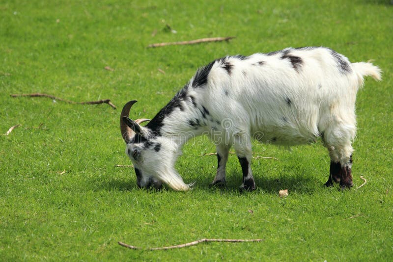 Cabra do pigmeu foto de stock. Imagem de adulto, pele - 49040788