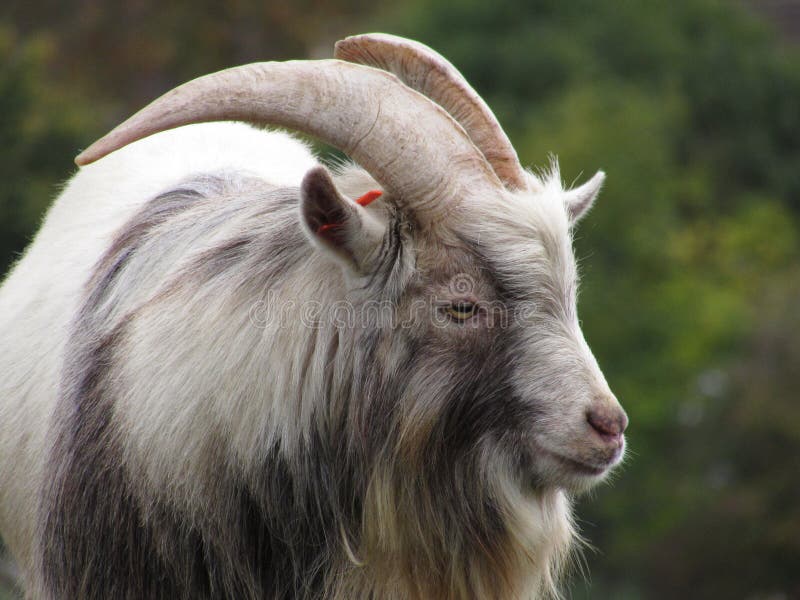 Cabra do pigmeu foto de stock. Imagem de pigmeu, cabra - 49040788