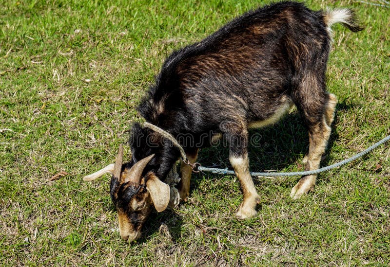 Cabra Atada Que Pasta En El Pueblo 30726 Imagen de archivo - Imagen de ...