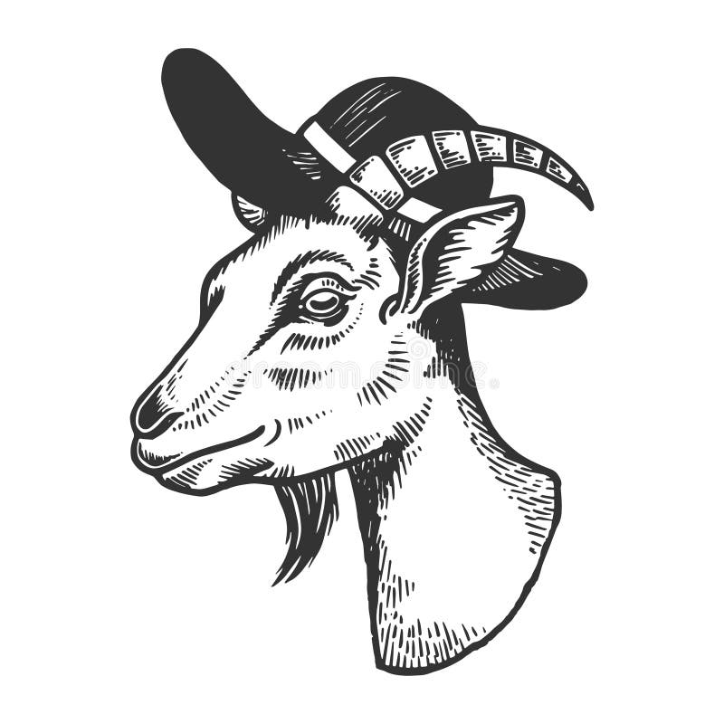 Cabra En Vector Amplio Del Grabado Del Sombrero Del Borde Ilustración ...