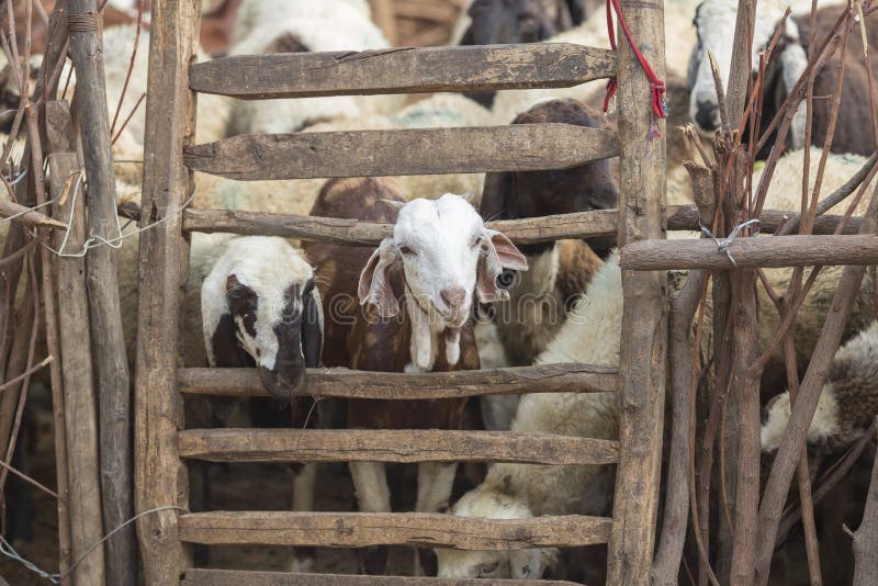 Cabra india foto de archivo. Imagen de exterior, pasto - 104779748