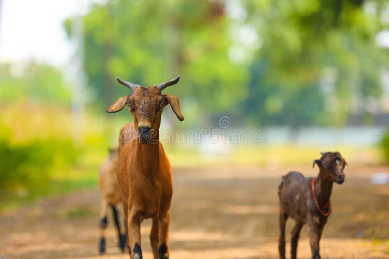 Cabra India En Calle Rural India Imagen de archivo - Imagen de ganados ...