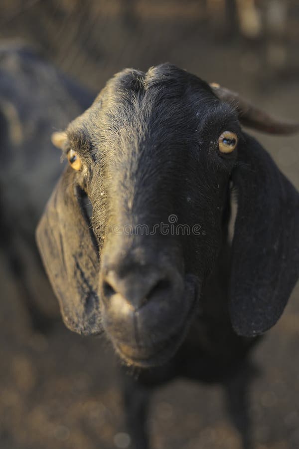 Cabra India En La Granja Lechera Rural Escena Foto de archivo - Imagen ...