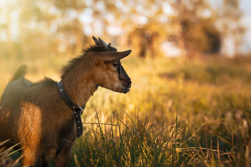 Cabra Marrón Joven Del Camerún Foto de archivo - Imagen de agricultura ...