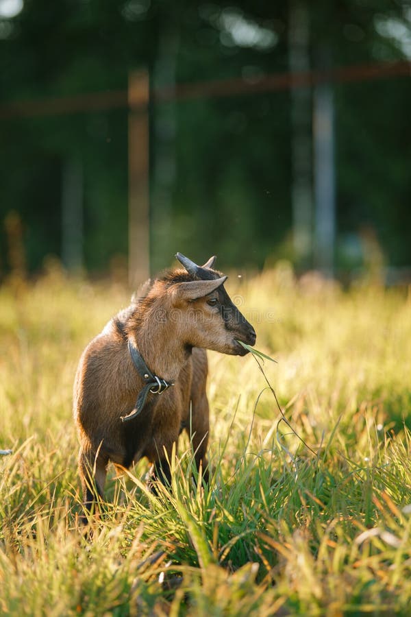 Cabra Marrón Joven Del Camerún Foto de archivo - Imagen de agricultura ...